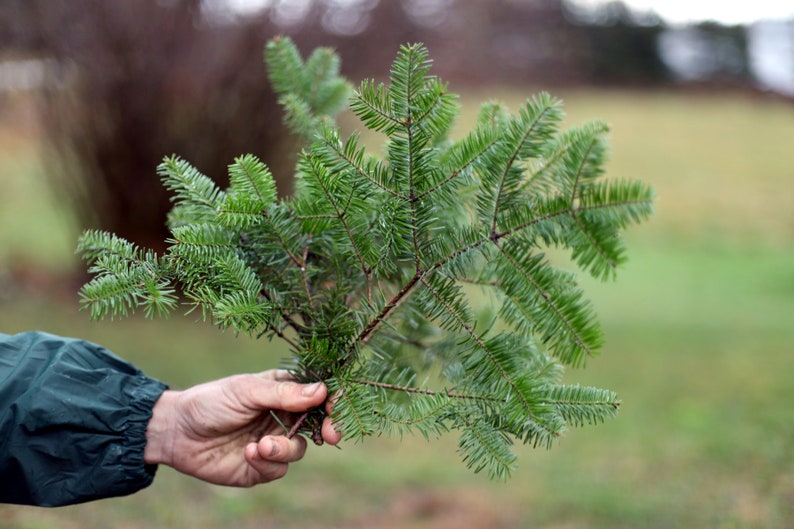 3 Lb's of 6-12 In. Balsam Fir Branch Tips - Etsy