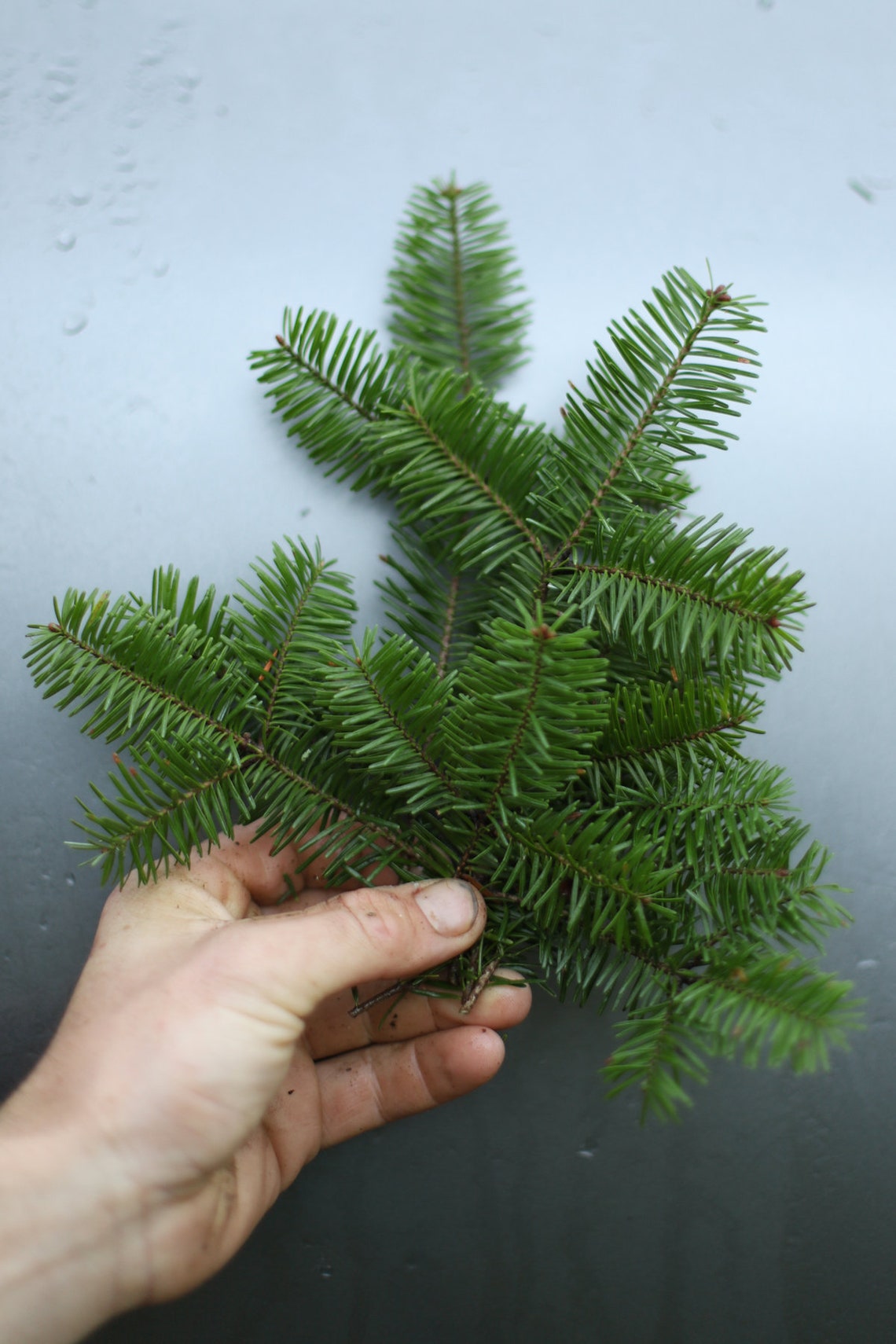 3 Lb's of 6-12 In. Balsam Fir Branch Tips - Etsy