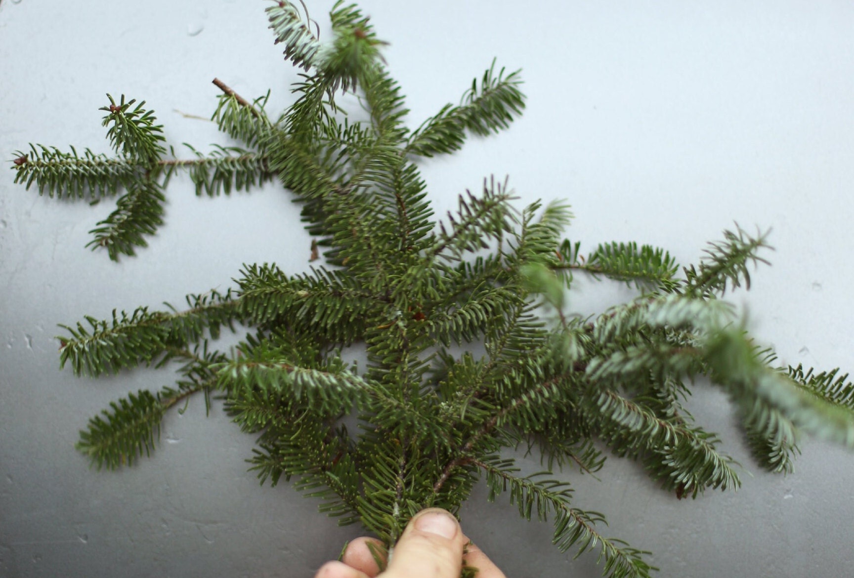 3 Lb's of 6-12 In. Balsam Fir Branch Tips - Etsy