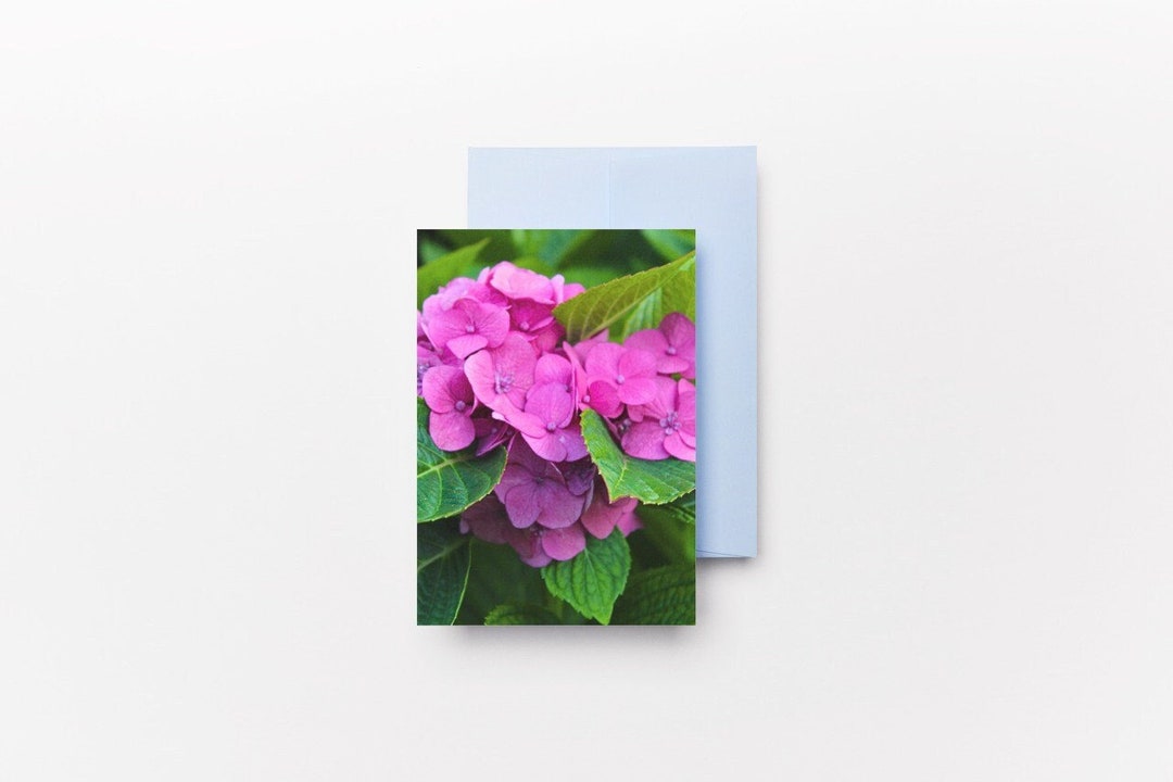 Pink Hydrangea 5x7 Greeting Cards Flower Nature Photography - Etsy
