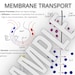 Cell Membrane Transport Notes, Printable Notes Coloring Worksheet, Cell ...
