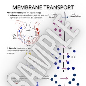 Cell Membrane Transport Notes, Printable Notes Coloring Worksheet, Cell ...