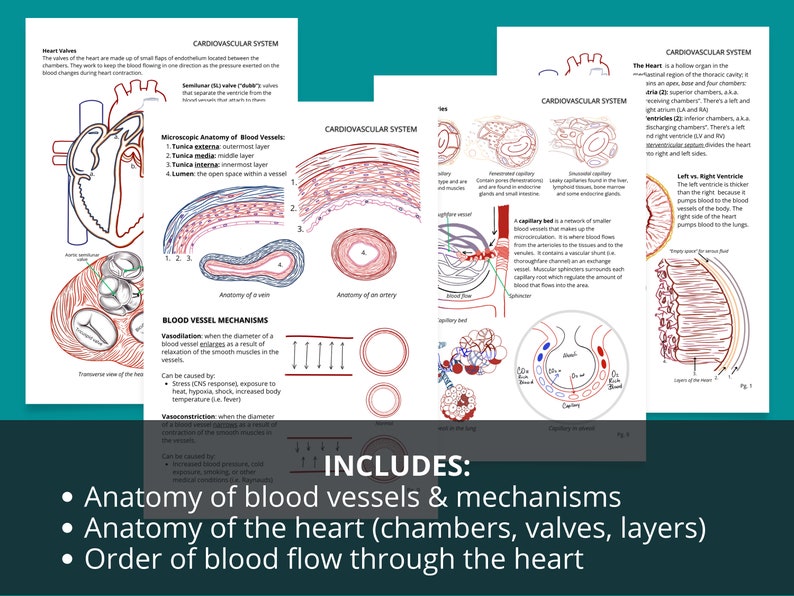 Cardiovascular System Anatomy Study Guide (printable PDF) - Etsy UK