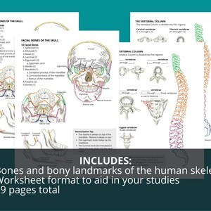 Bones & Bony Landmarks Study Guide: Printable PDF Worksheet (29 Pages ...