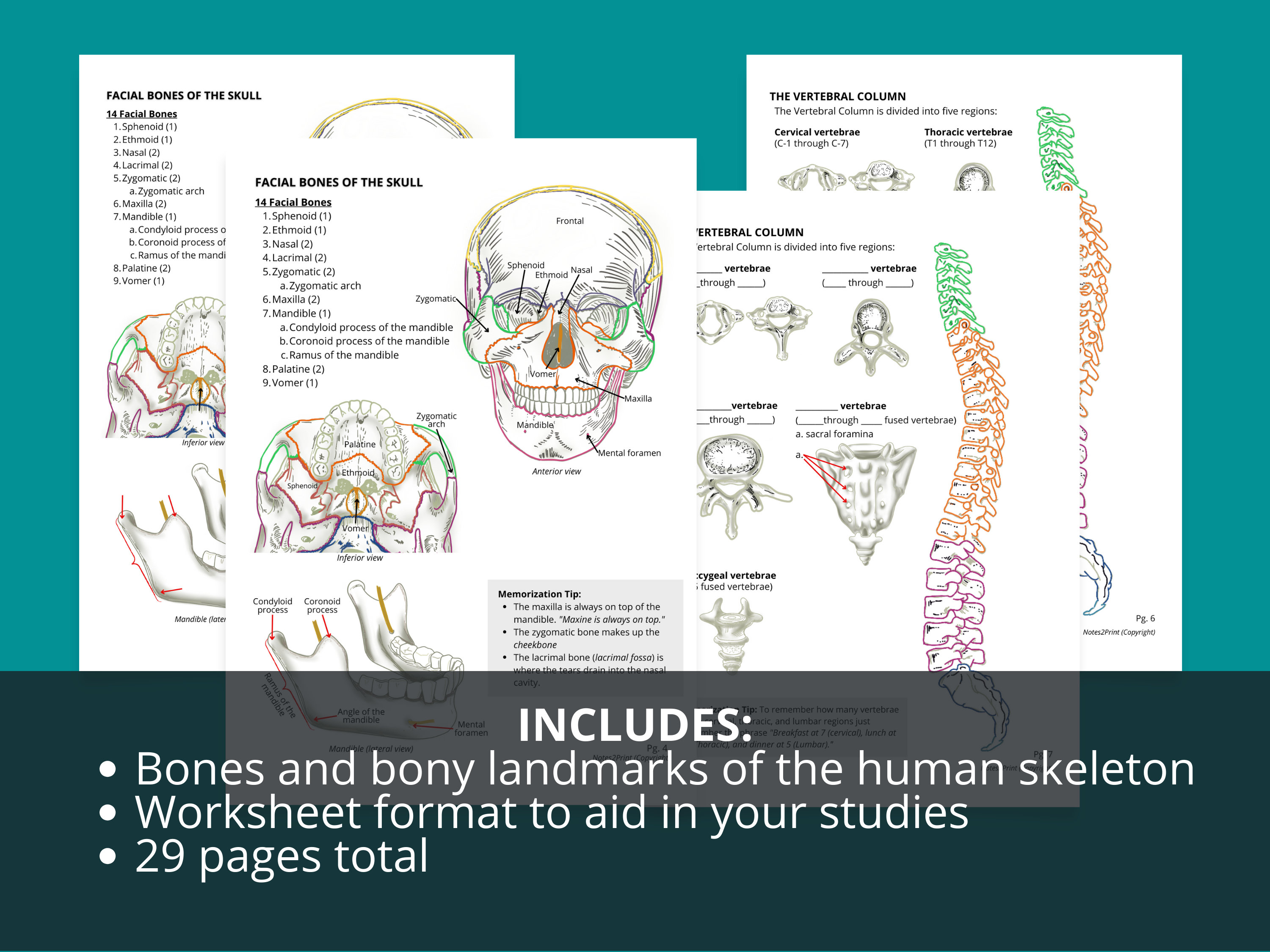 Bones & Bony Landmarks Study Guide: Printable PDF Worksheet (29 Pages ...