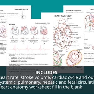 Cardiovascular System Printable Study Guide, Heart Anatomy PDF ...