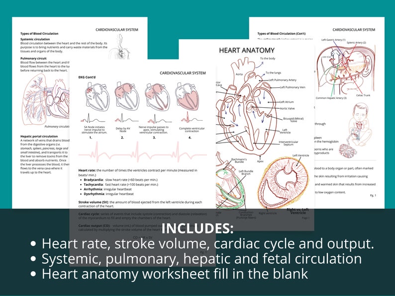Cardiovascular System Printable Study Guide, Heart Anatomy PDF ...
