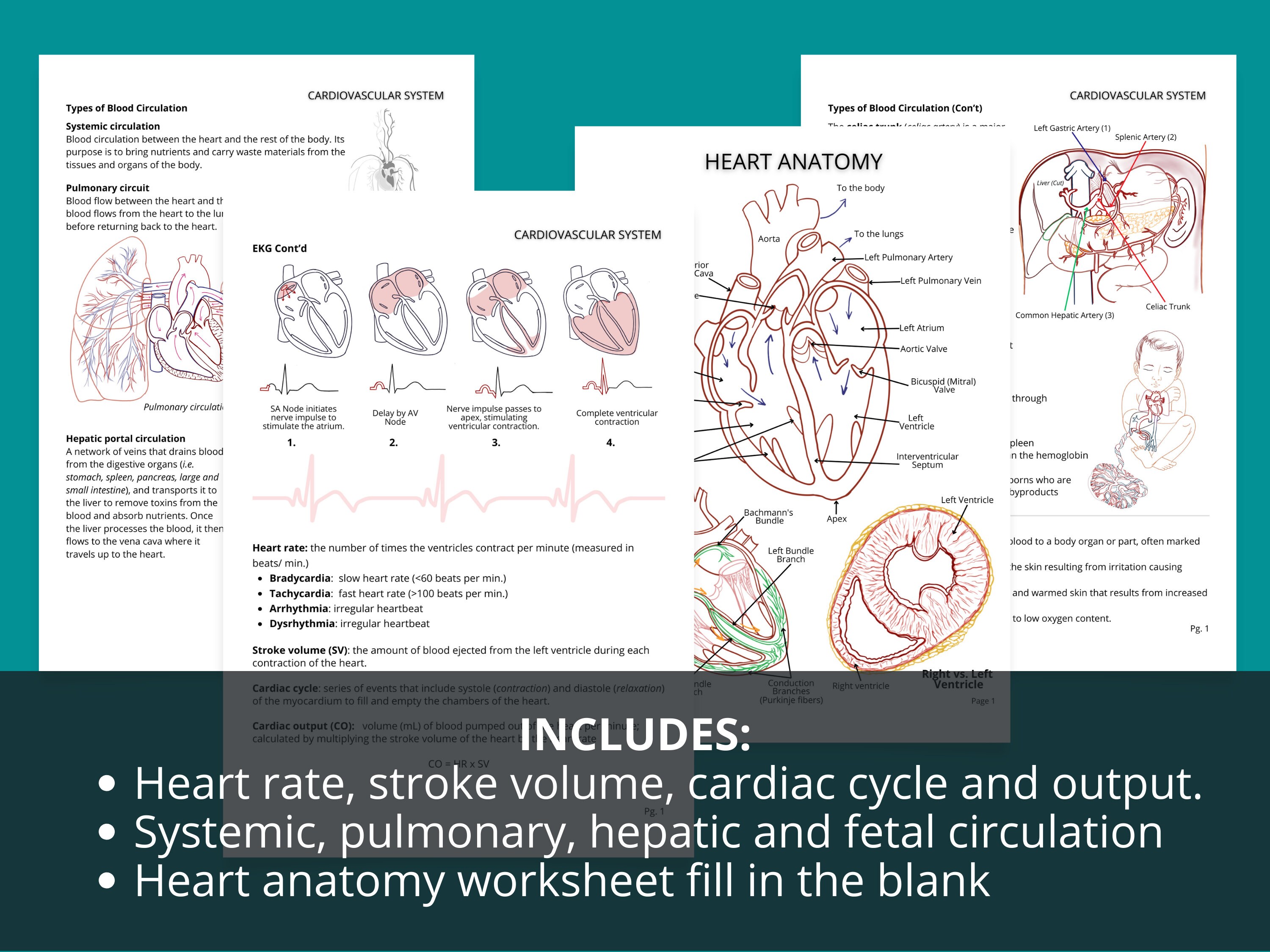 Cardiovascular System Printable Study Guide, Heart Anatomy PDF ...