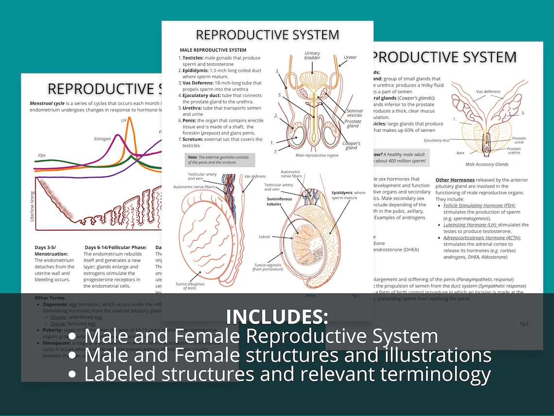 Endocrine & Reproductive System PDF Printable Study Guide Bundle ...