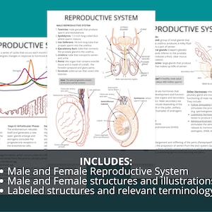 Endocrine & Reproductive System PDF Printable Study Guide Bundle ...