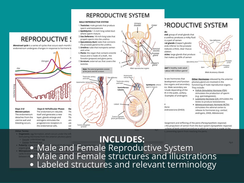 Endocrine & Reproductive System PDF Printable Study Guide Bundle ...