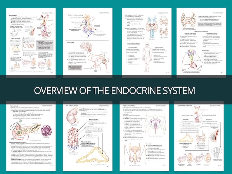Endocrine & Reproductive System PDF Printable Study Guide Bundle ...