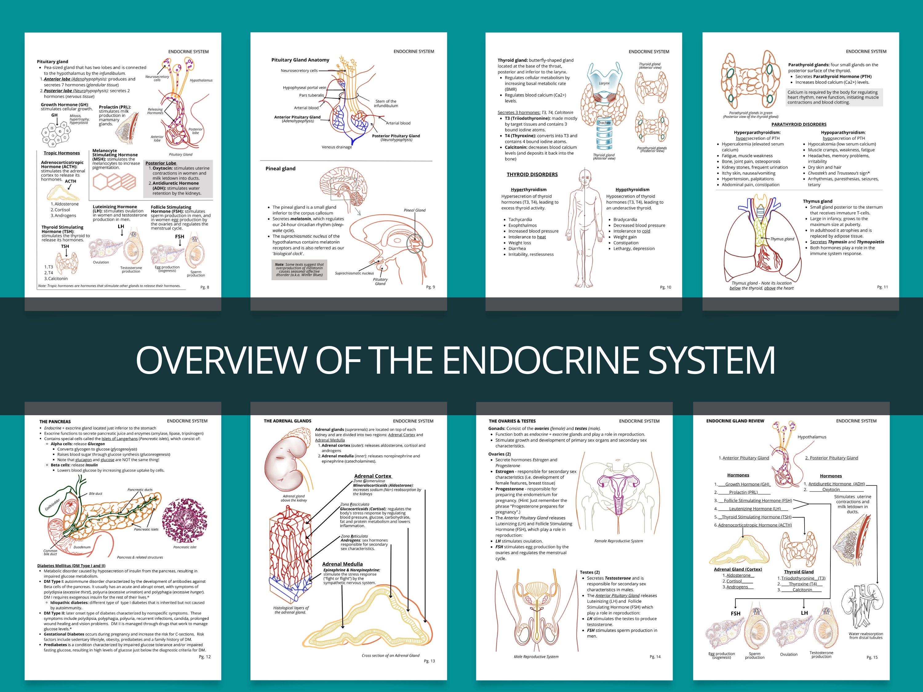 Endocrine & Reproductive System PDF Printable Study Guide Bundle ...
