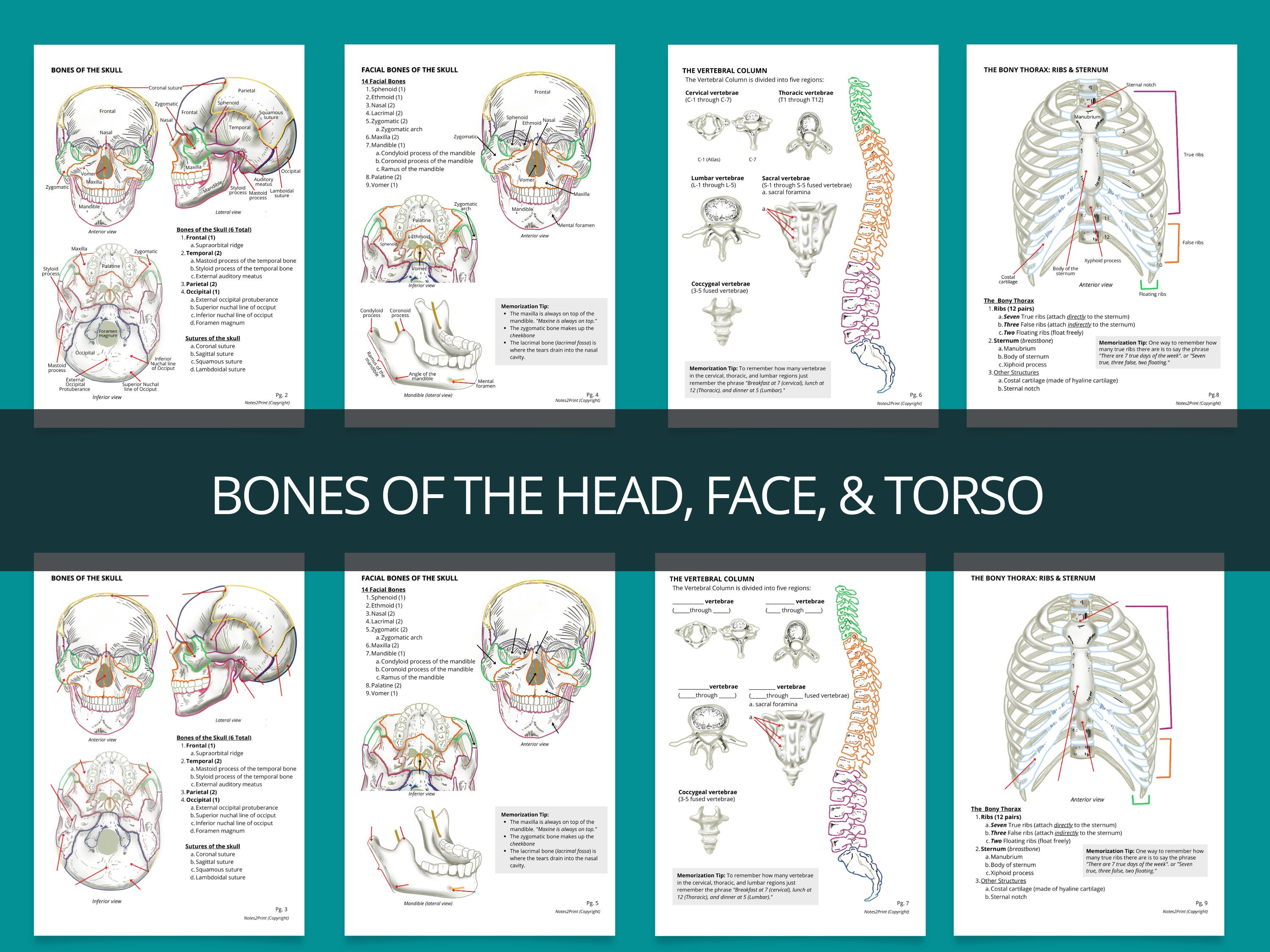 Bones & Bony Landmarks Printable PDF Worksheet, Bony Landmarks PDF Coloring Worksheet, Printable ...