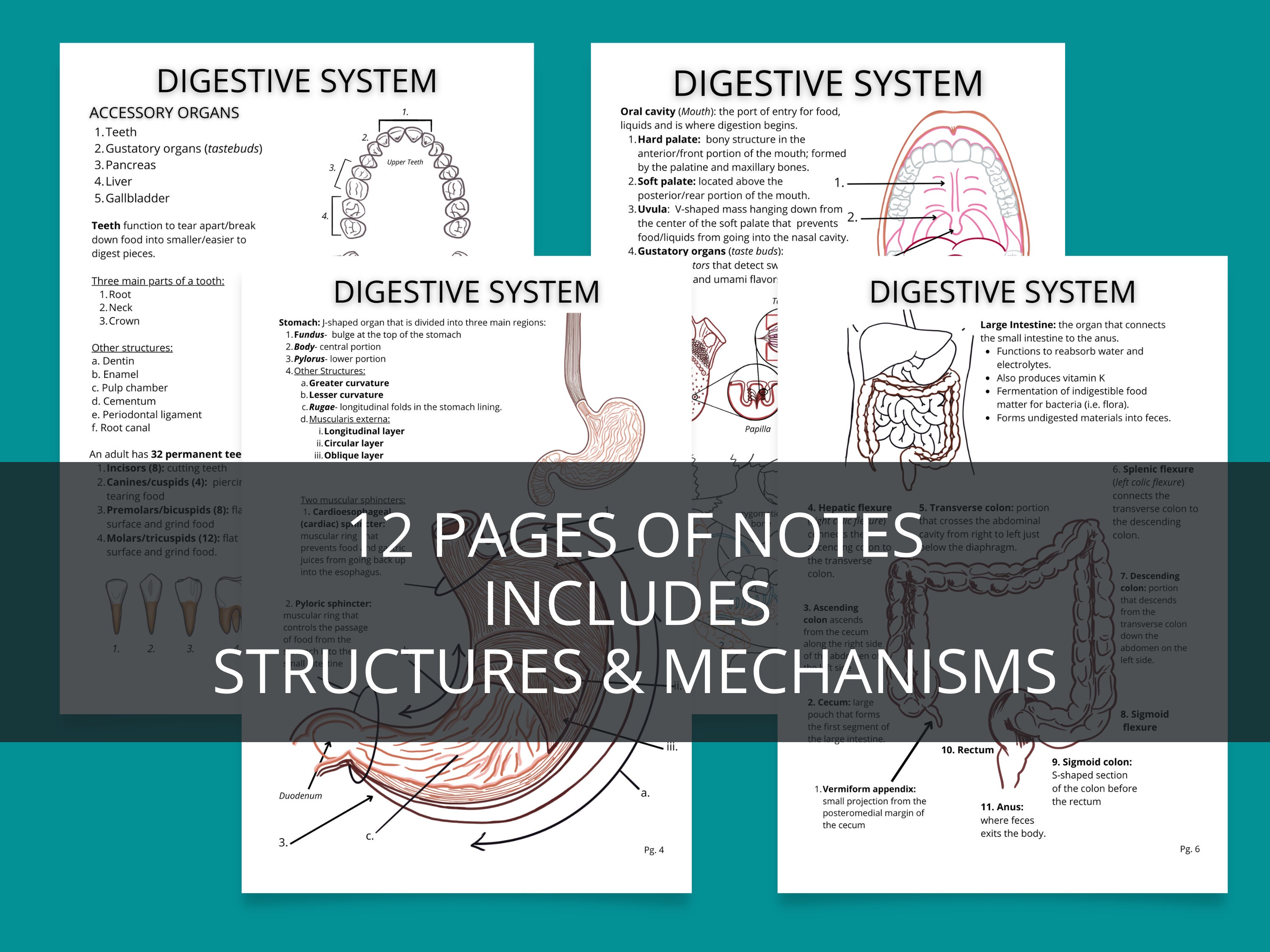 Digestive & Urinary System PDF Printable Study Guide, Printable ...