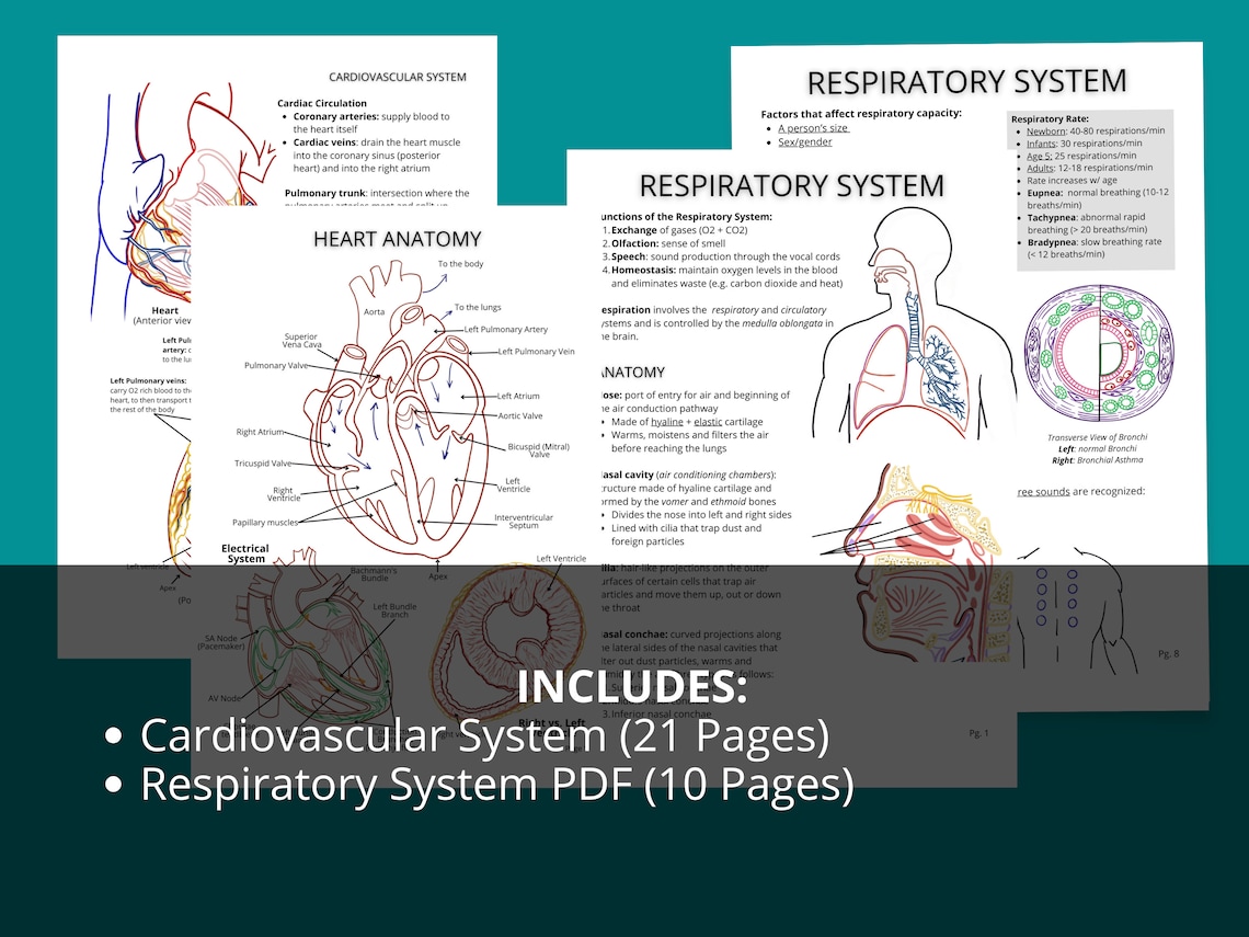 Cardiovascular & Respiratory System PDF Study Guide, Cardiorespiratory ...