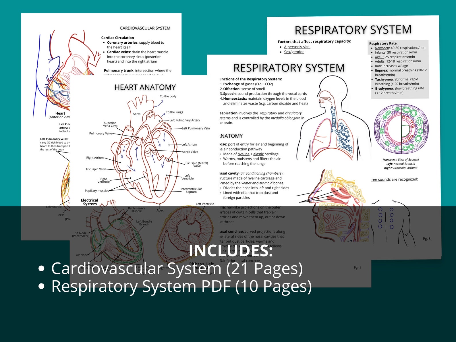 Cardiovascular & Respiratory System PDF Study Guide, Cardiorespiratory ...