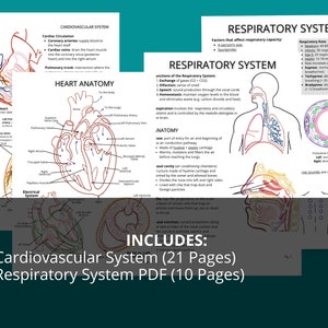 Cardiovascular & Respiratory System PDF Study Guide, Cardiorespiratory ...
