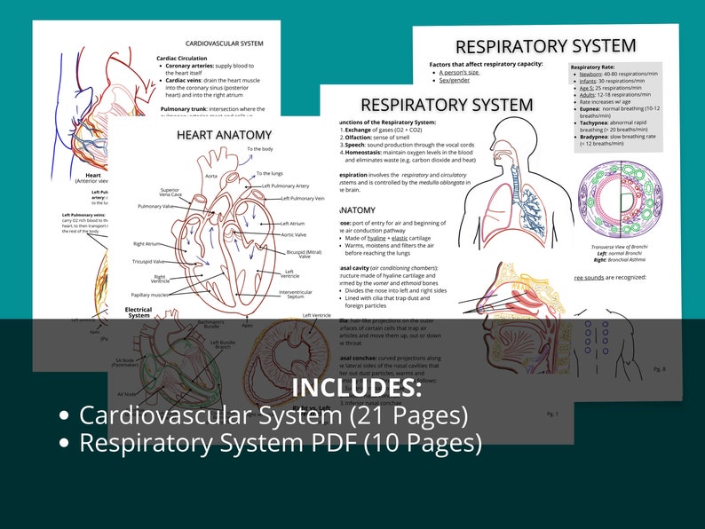 Cardiovascular & Respiratory System PDF Study Guide, Cardiorespiratory ...