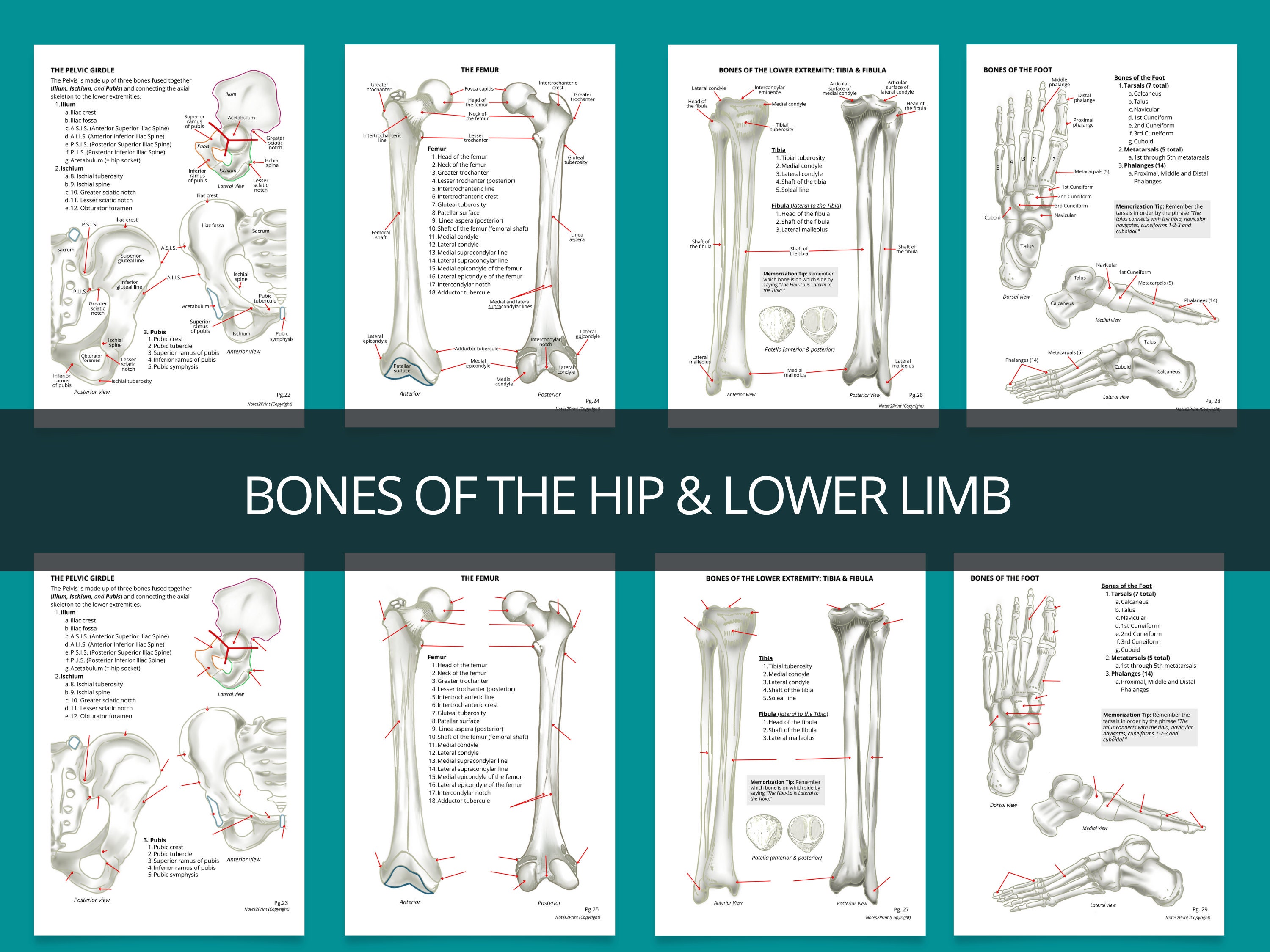 Bones & Bony Landmarks Printable PDF Worksheet, Bony Landmarks PDF ...