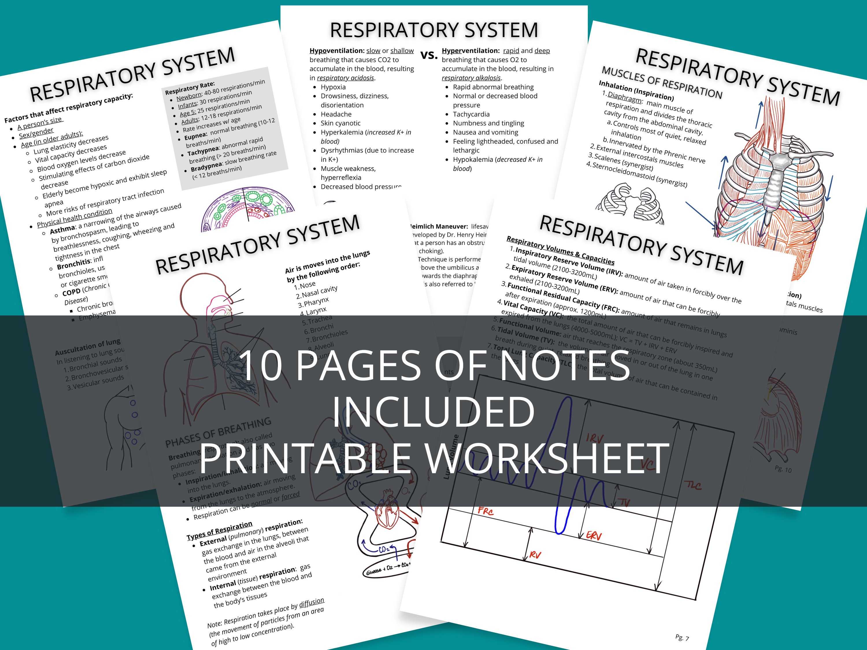 Respiratory Anatomy Printable Coloring Notes / Respiratory Study Guide ...