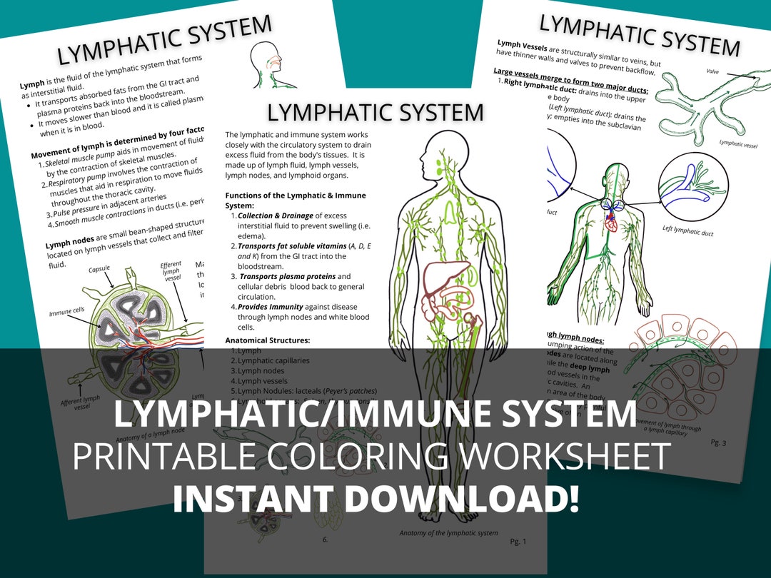 Lymphatic/immune System Study Guide, Printable Coloring Notes, Anatomy ...