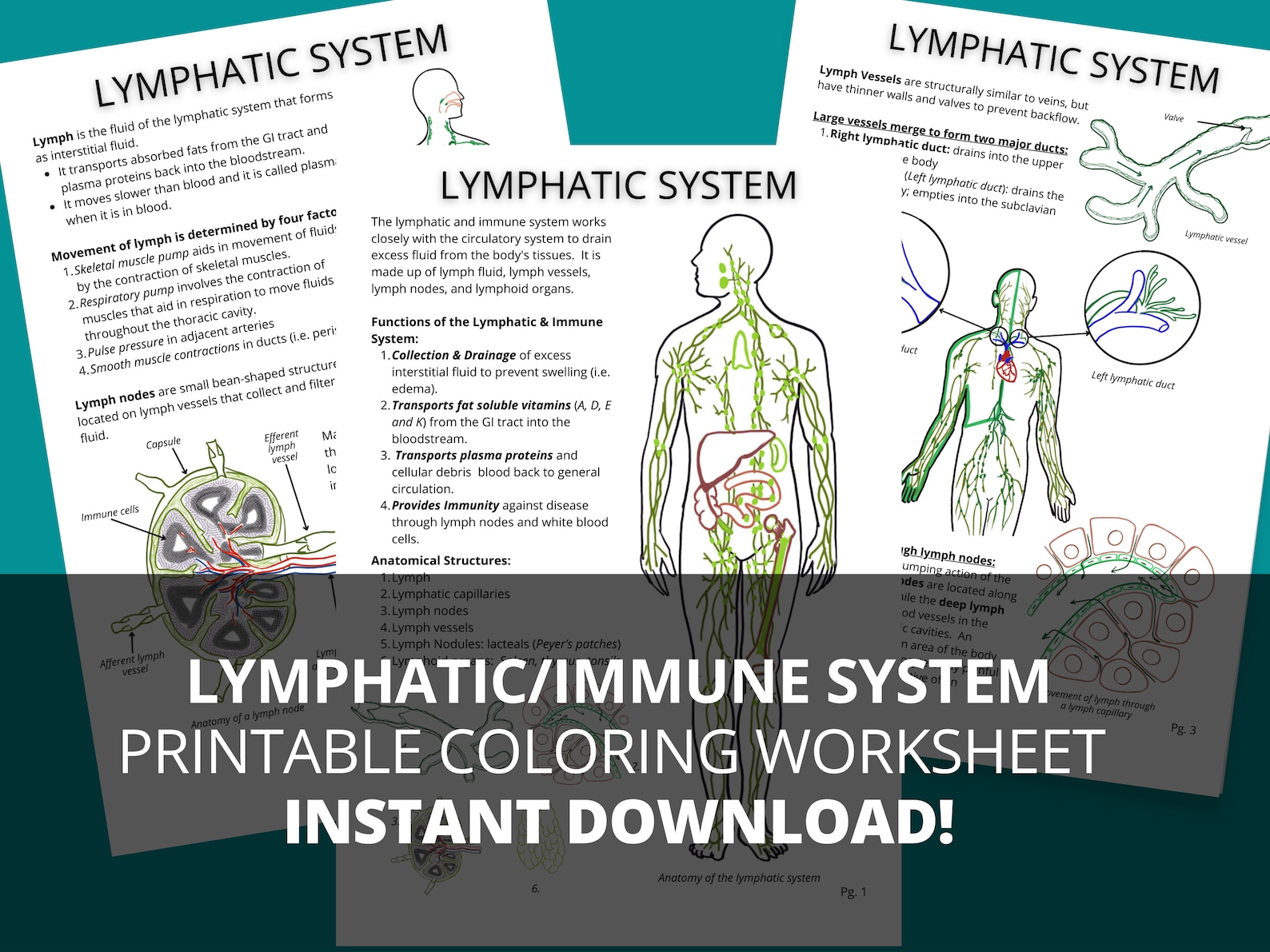 Lymphatic/immune System Study Guide, Printable Coloring Notes, Anatomy ...