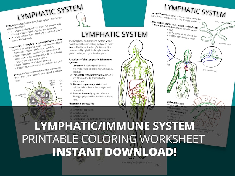 Lymphatic/immune System Study Guide, Printable Coloring Notes, Anatomy ...