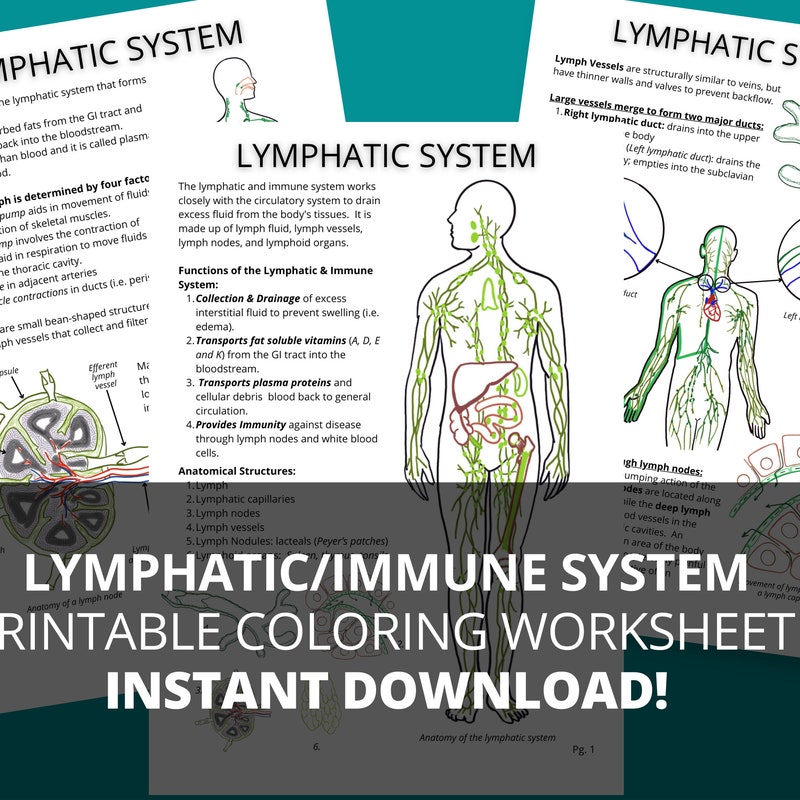 Lymphatic System Anatomy - Etsy