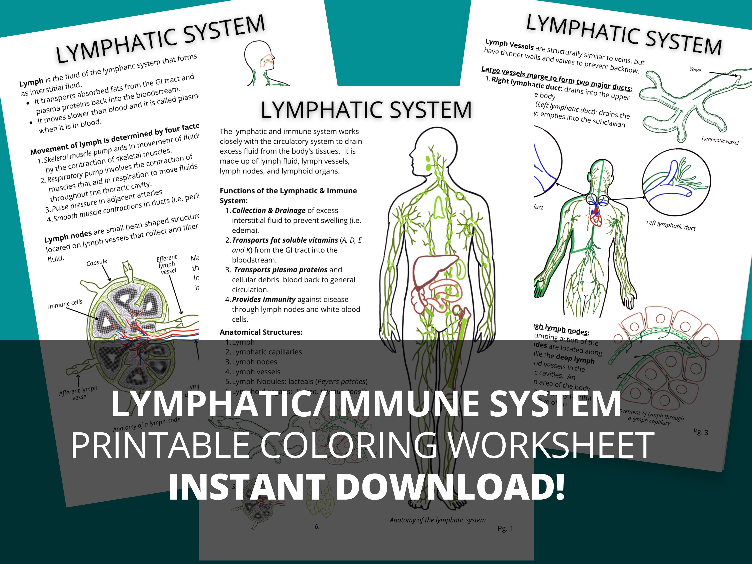 Lymphatic System Worksheet Immune And Lymphatic System