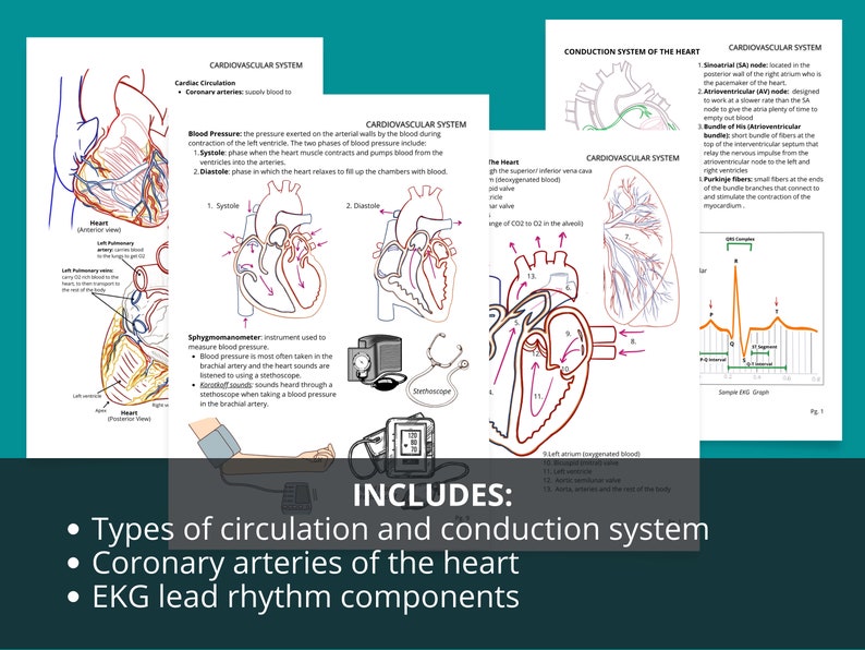 Cardiovascular System Printable Study Guide, Heart Anatomy PDF ...