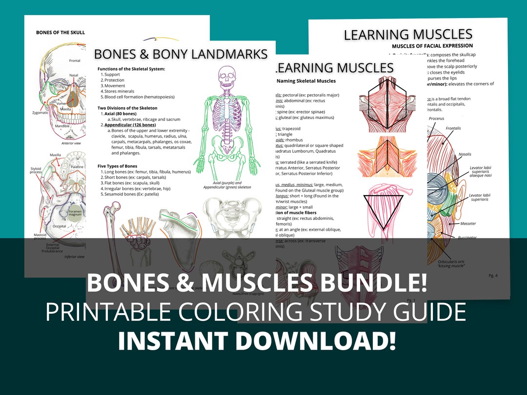 PDF Printable Bones & Muscles, Bones and Muscles of the Human Body PDF ...