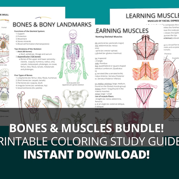 Bones Landmarks Study - Etsy