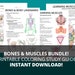 Bones and Muscles Study Guide: Printable Bony Landmarks (PDF) - Etsy