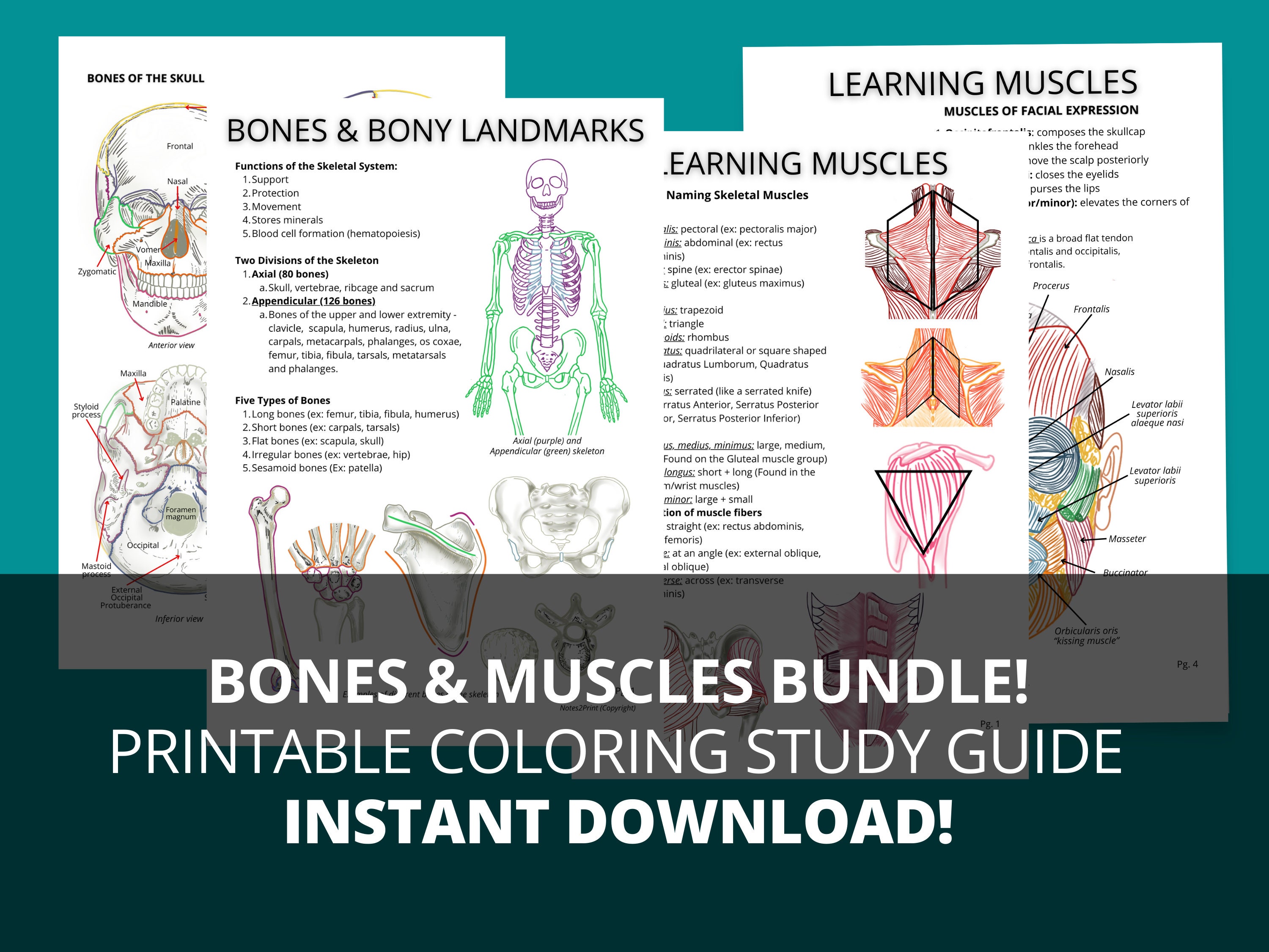 Bones and Muscles Study Guide: Printable Bony Landmarks (PDF) - Etsy