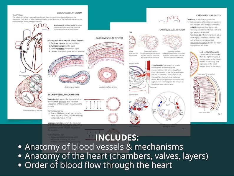 Cardiovascular & Respiratory System PDF Study Guide, Cardiorespiratory ...