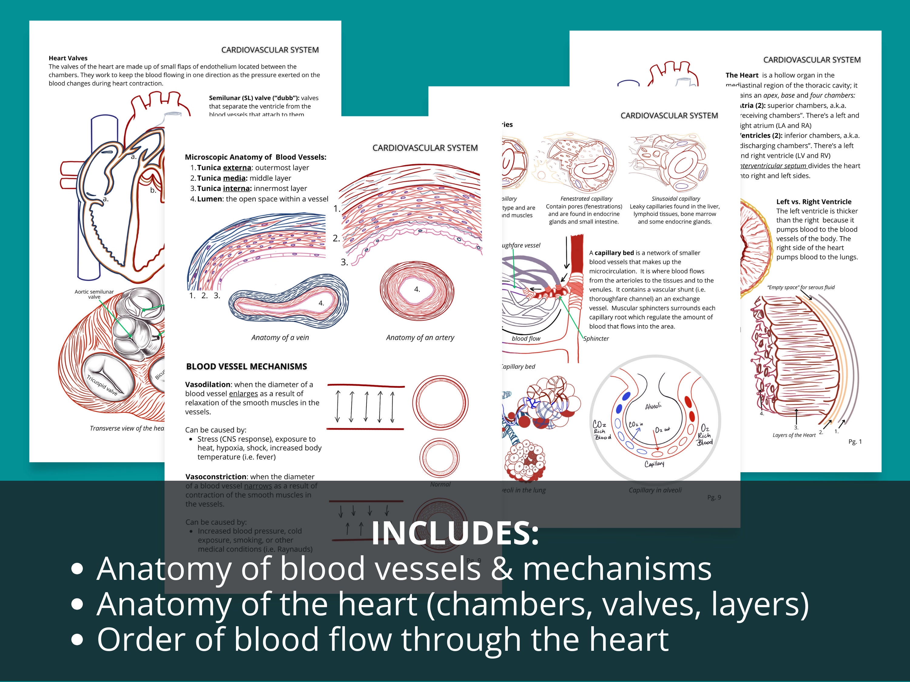 Cardiovascular & Respiratory System PDF Study Guide, Cardiorespiratory ...