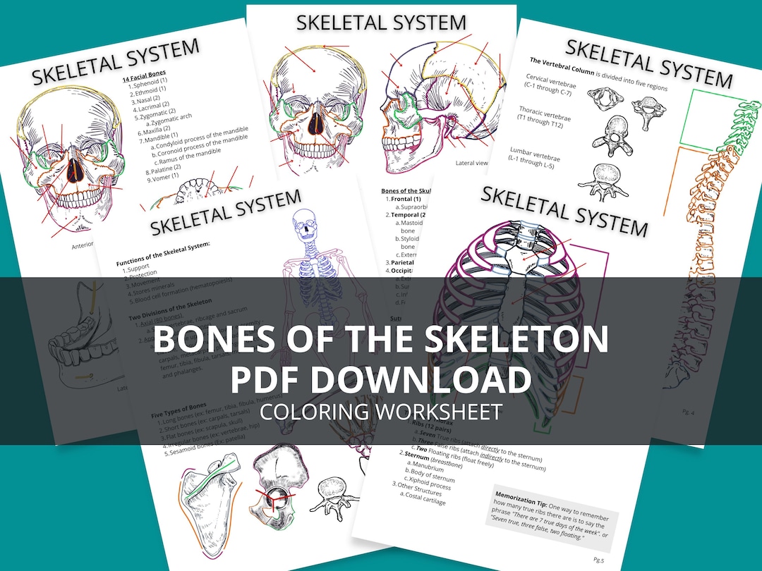Skeleton Bones Coloring Worksheet: Printable Anatomy Notes (PDF) - Etsy