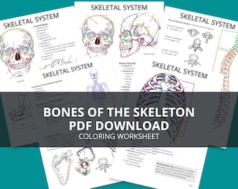 Axial Vs Appendicular Skeleton Worksheet Anatomy & (Instant Download ...