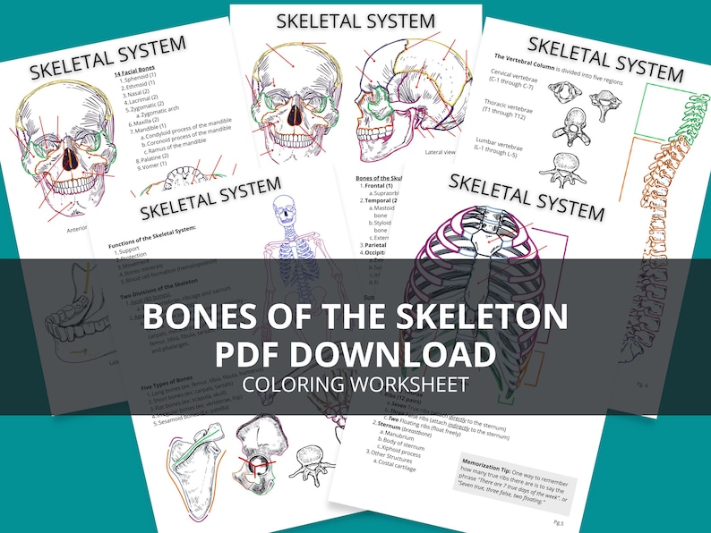 Skeleton Bones Coloring Worksheet: Printable Anatomy Notes (PDF) - Etsy