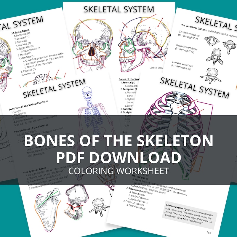 Skeletal System - Etsy