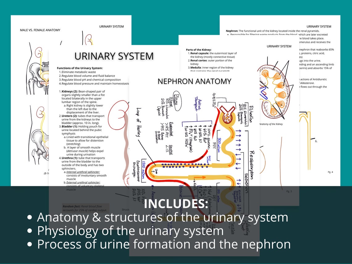 Respiratory, Digestive & Urinary System Bundle Printable PDF Study ...