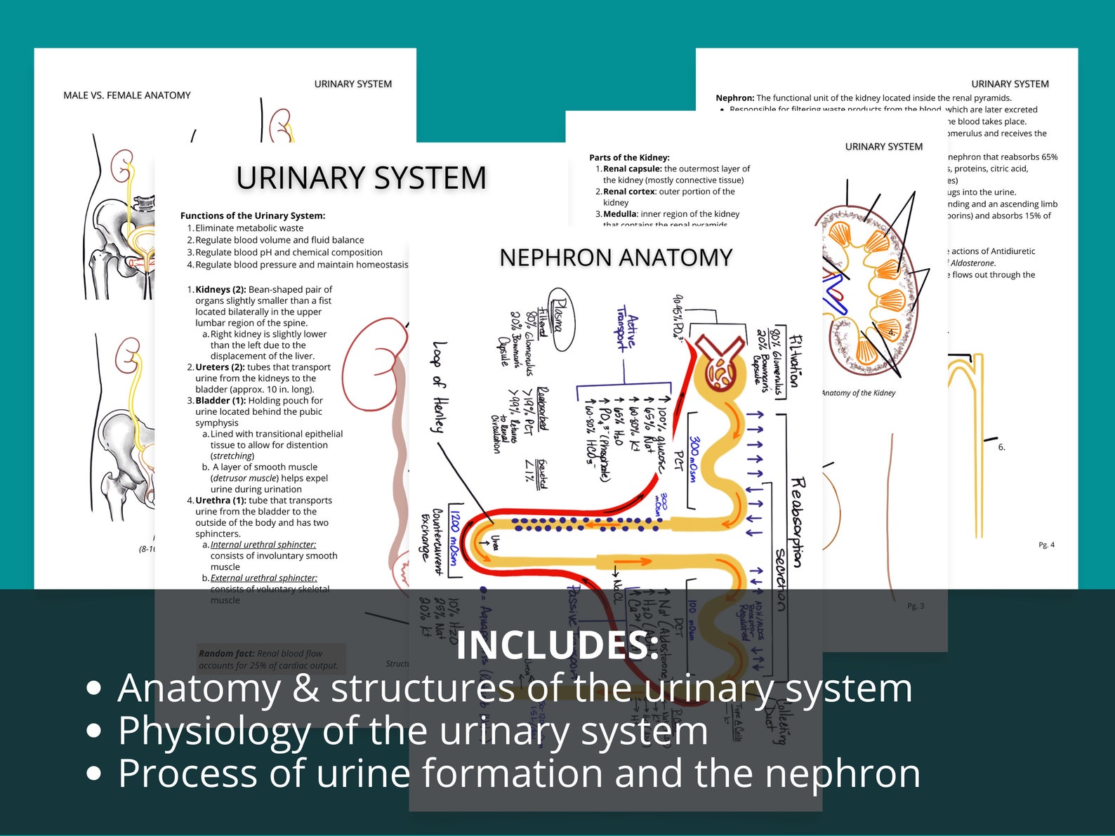 Respiratory, Digestive & Urinary System Bundle Printable PDF Study ...