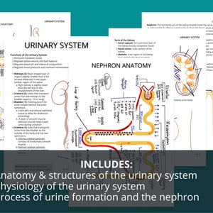 Respiratory, Digestive & Urinary System Bundle Printable PDF Study ...
