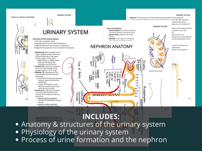 Respiratory, Digestive & Urinary System Bundle Printable PDF Study ...