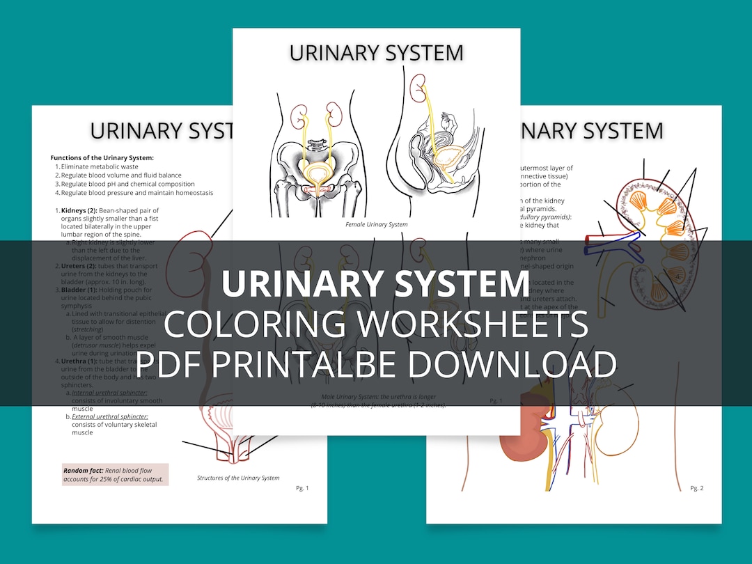 Human Anatomy, Urinary System Printable PDF Notes, Digital Download ...