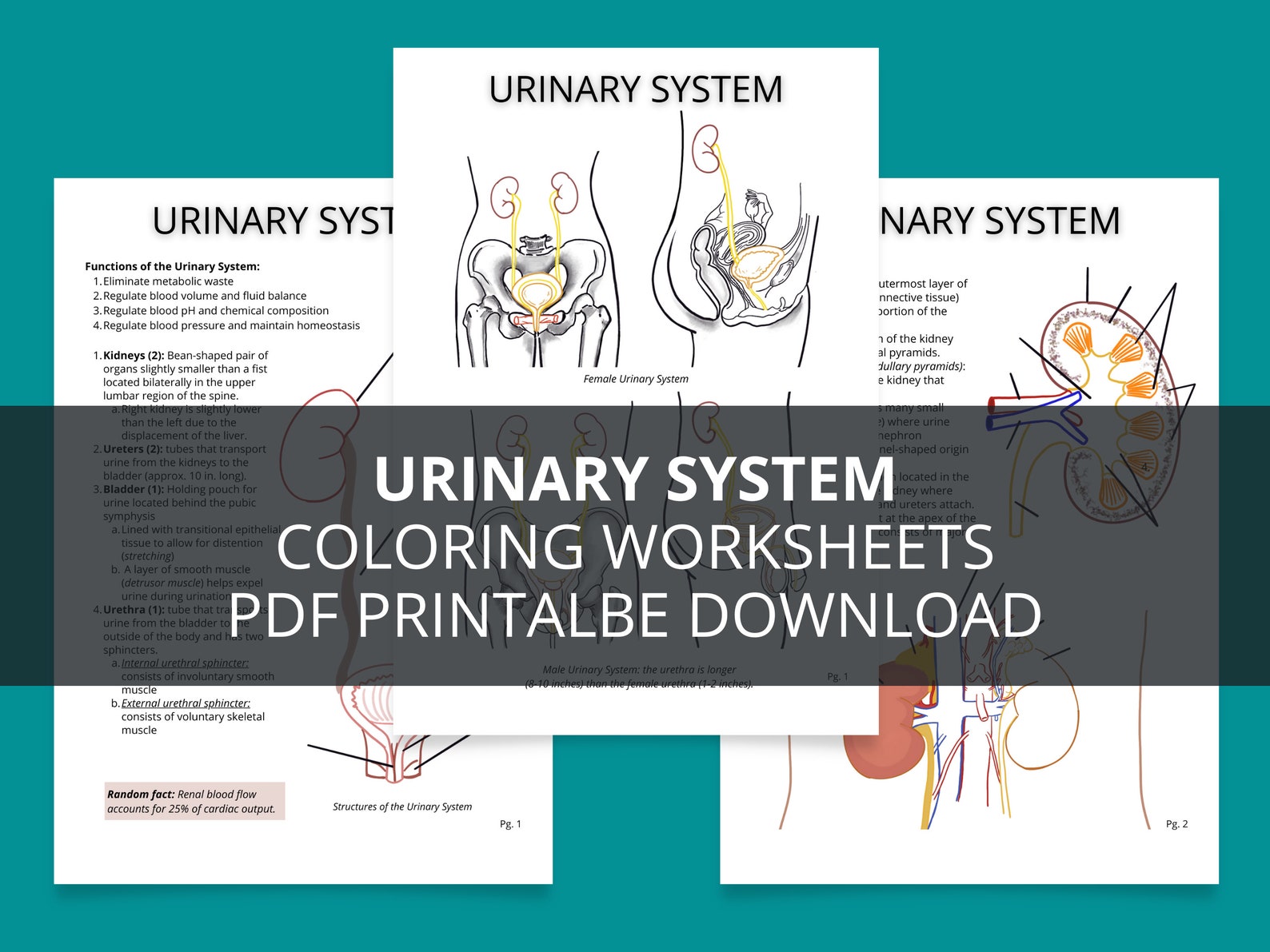 Human Anatomy, Urinary System Printable PDF Notes, Digital Download ...