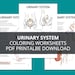 Human Anatomy, Urinary System Printable PDF Notes, Digital Download ...