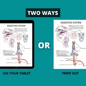 Respiratory, Digestive & Urinary System Bundle Printable PDF Study ...