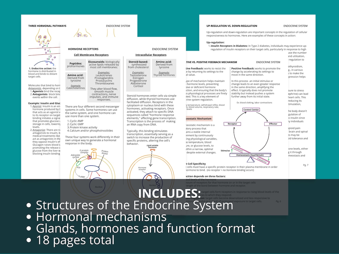 Endocrine & Reproductive System PDF Printable Study Guide Bundle ...